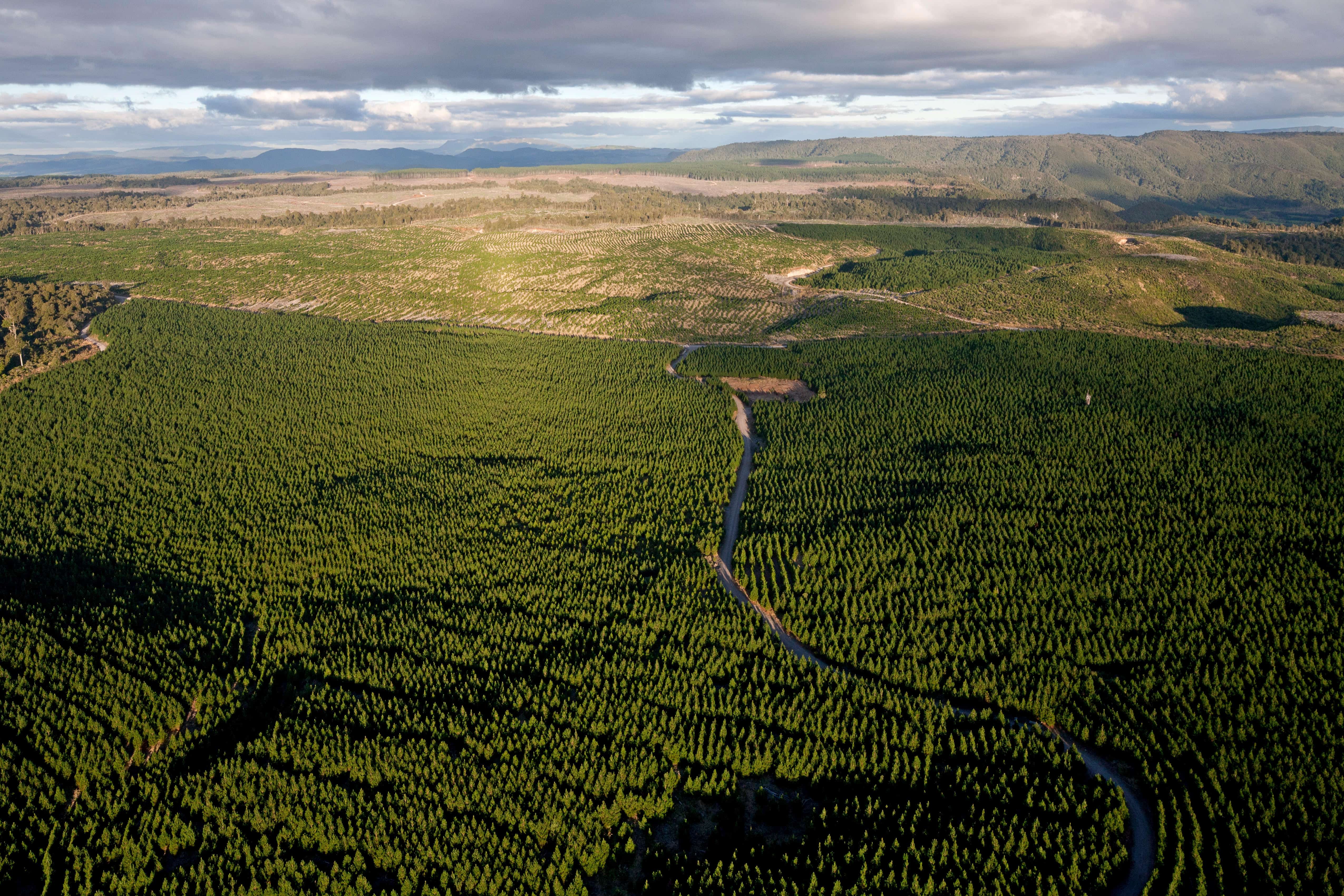 Forestry Investments | Te Arawa Group Holdings
