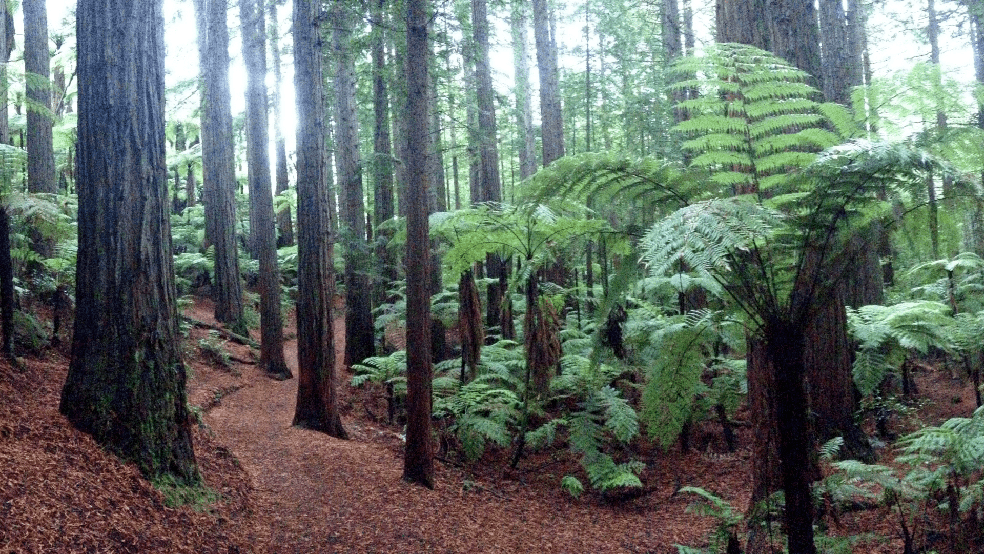 Managed Funds | Te Arawa Group Holdings