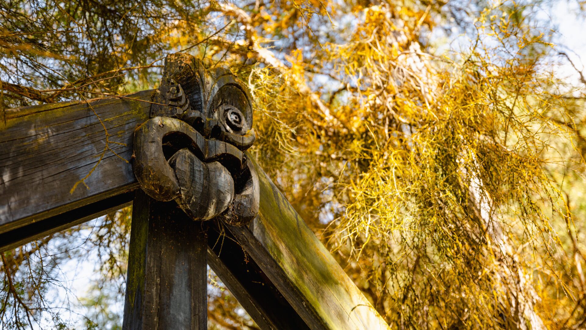 Our History | Te Arawa Group Holdings